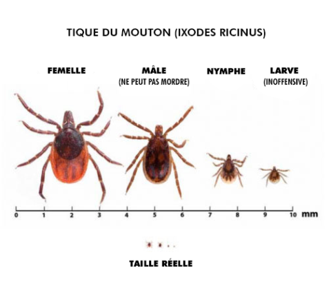 Tiques - Moustifluid